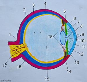 Das Auge | Uveitis